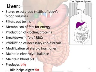 Digestive System | PPTX