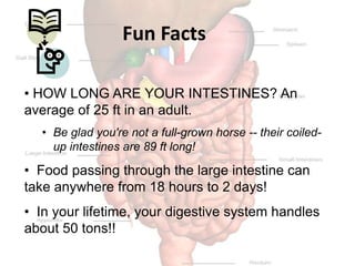 Digestive System | PPT