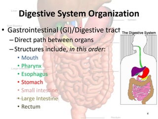 Digestive System | PPT