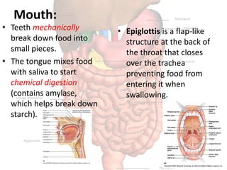 Digestive System | PPT