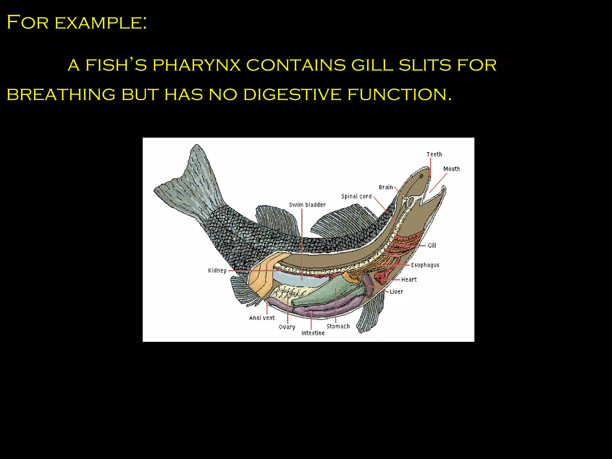 Digestive system ii | PPT