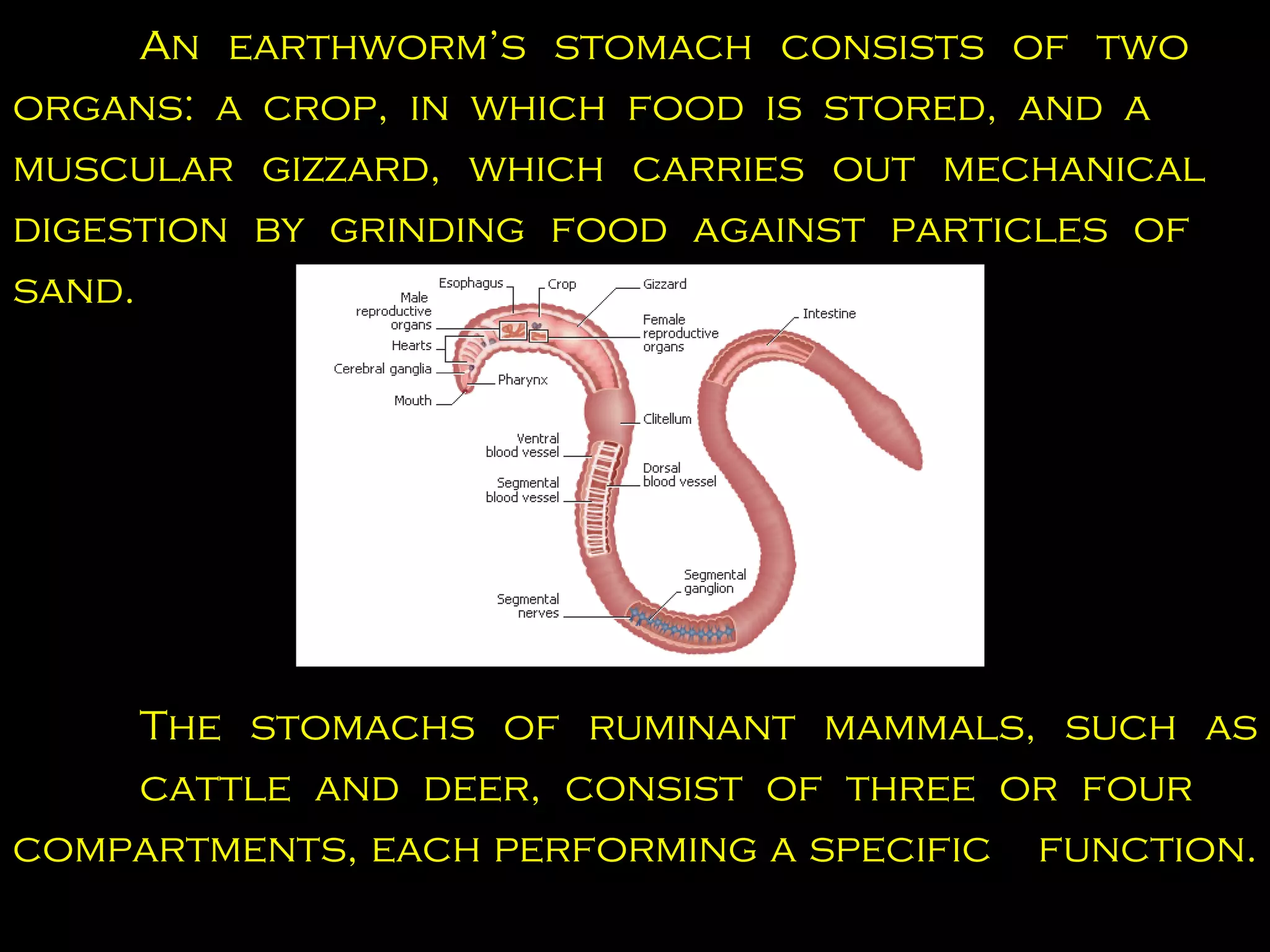 Digestive system ii | PPT