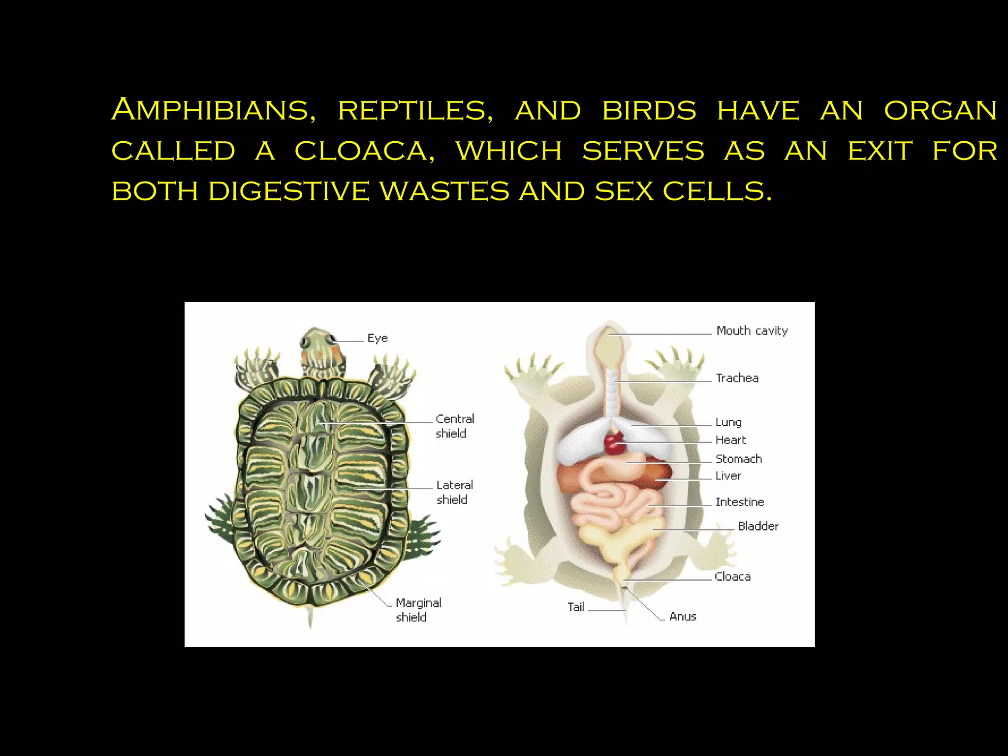 Digestive system ii | PPT