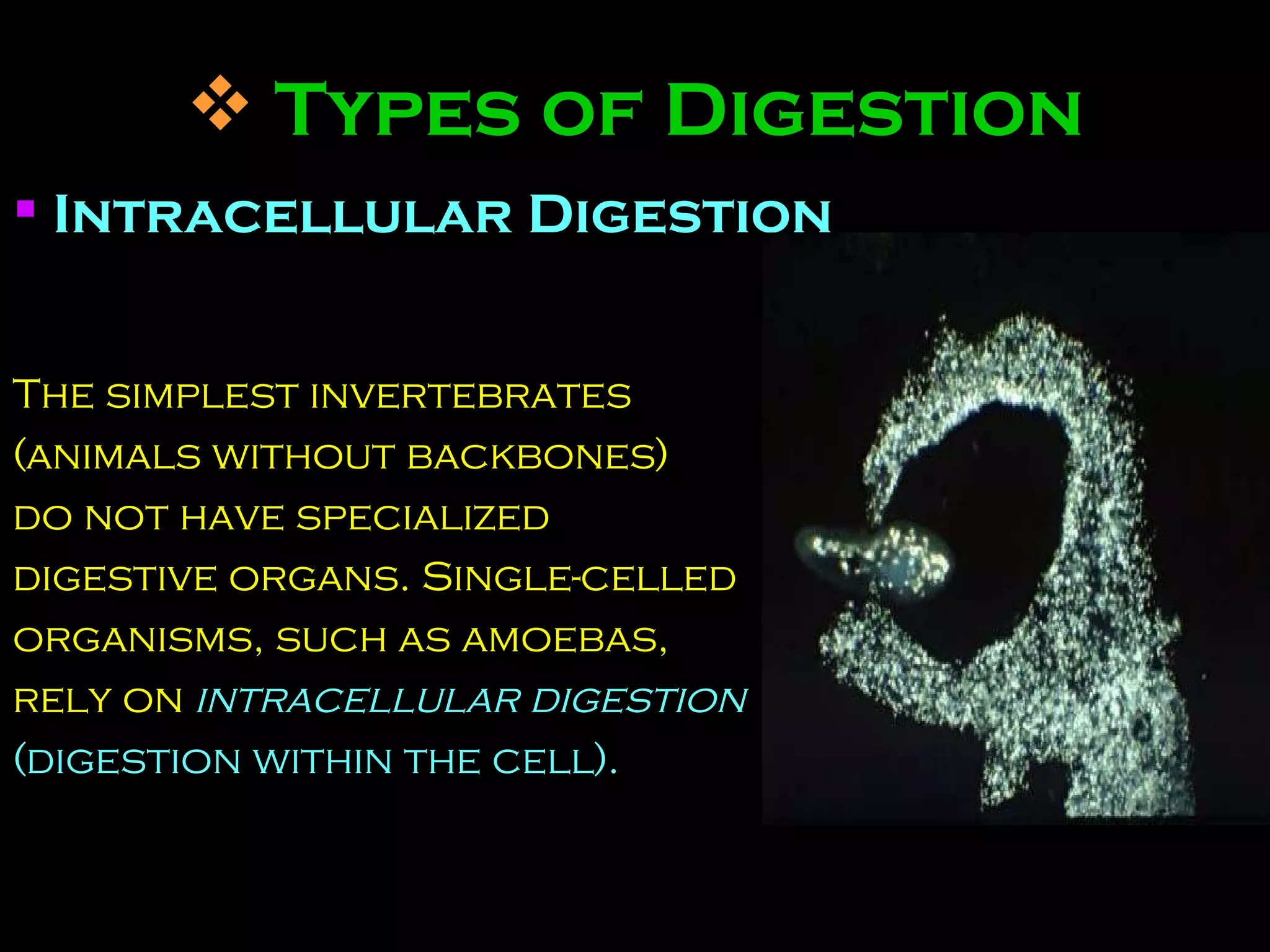 Digestive system ii | PPT