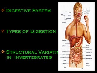 Digestive system ii | PPT