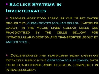 Digestive system ii | PPT