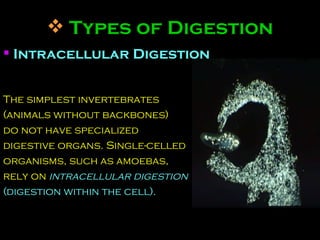 Digestive system ii | PPT