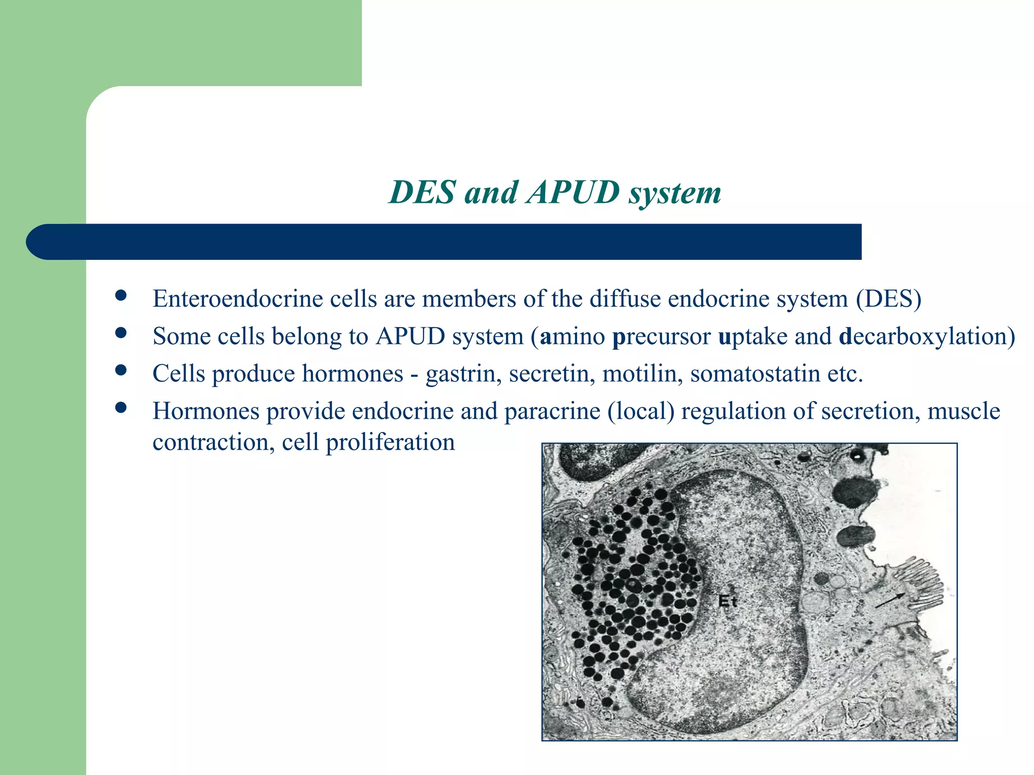 Digestive System II | PPT | Endocrine and Metabolic Diseases | Diseases ...