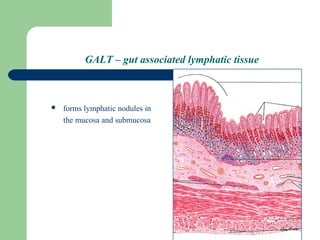 Digestive System II | PPT