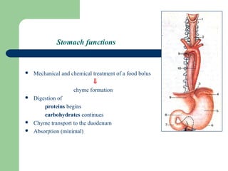 Digestive System II | PPT
