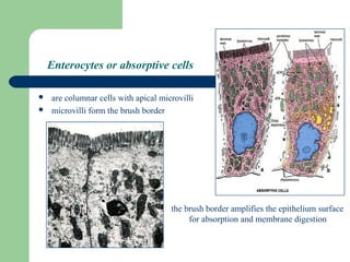 Digestive System II | PPT