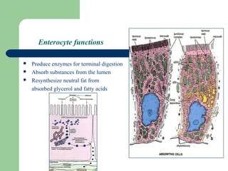 Digestive System II | PPT | Endocrine and Metabolic Diseases | Diseases ...