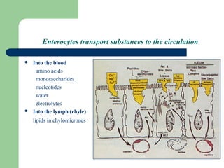 Digestive System II | PPT