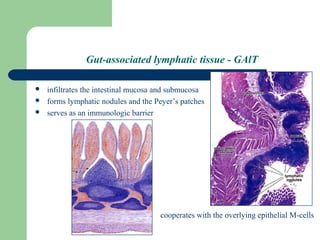 Digestive System II | PPT