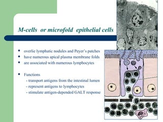 Digestive System II | PPT