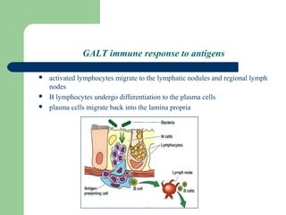 Digestive System II | PPT