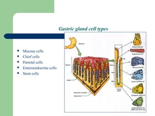 Digestive System Cell Types