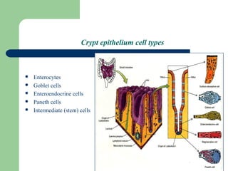 Digestive System Cell Types