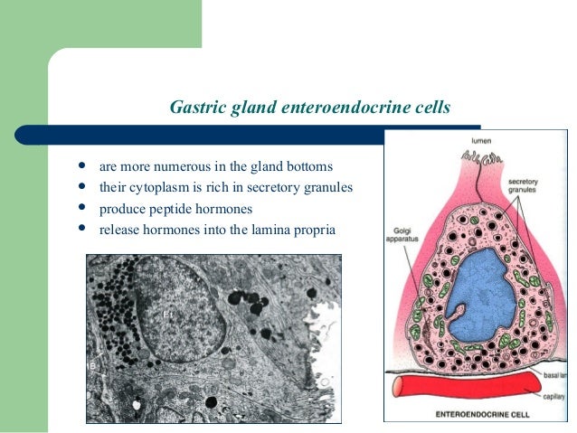 Enteroendocrine Cells Function In Stomach
