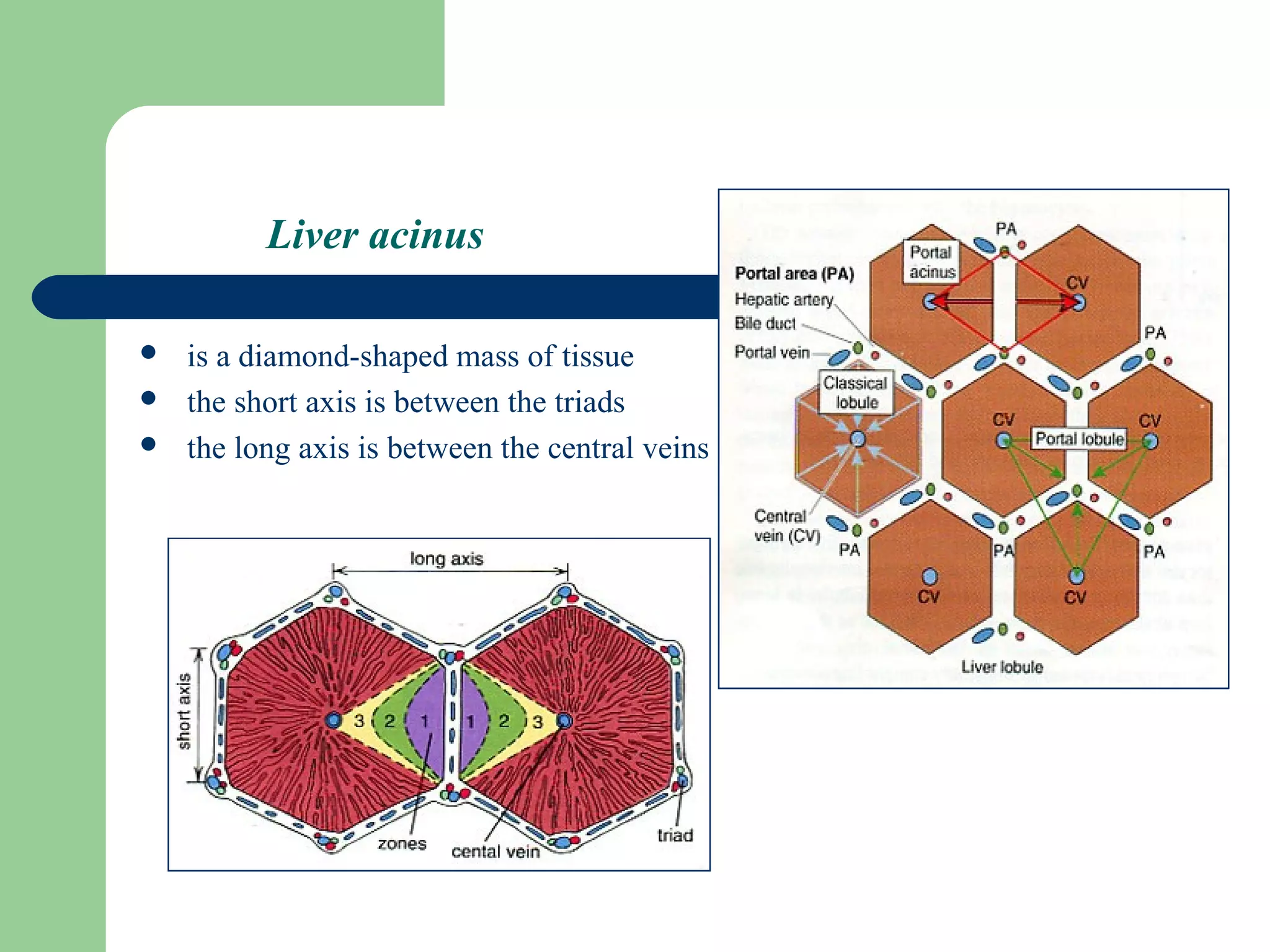 Histology. Digestive system | PPT