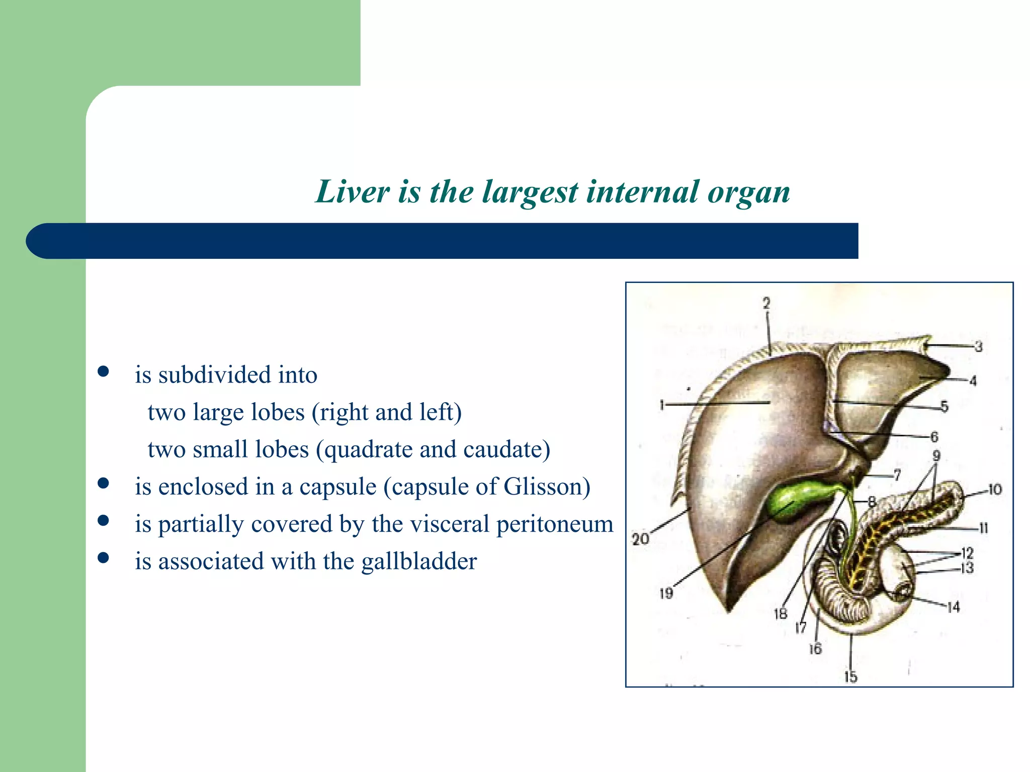 Histology. Digestive system | PPT