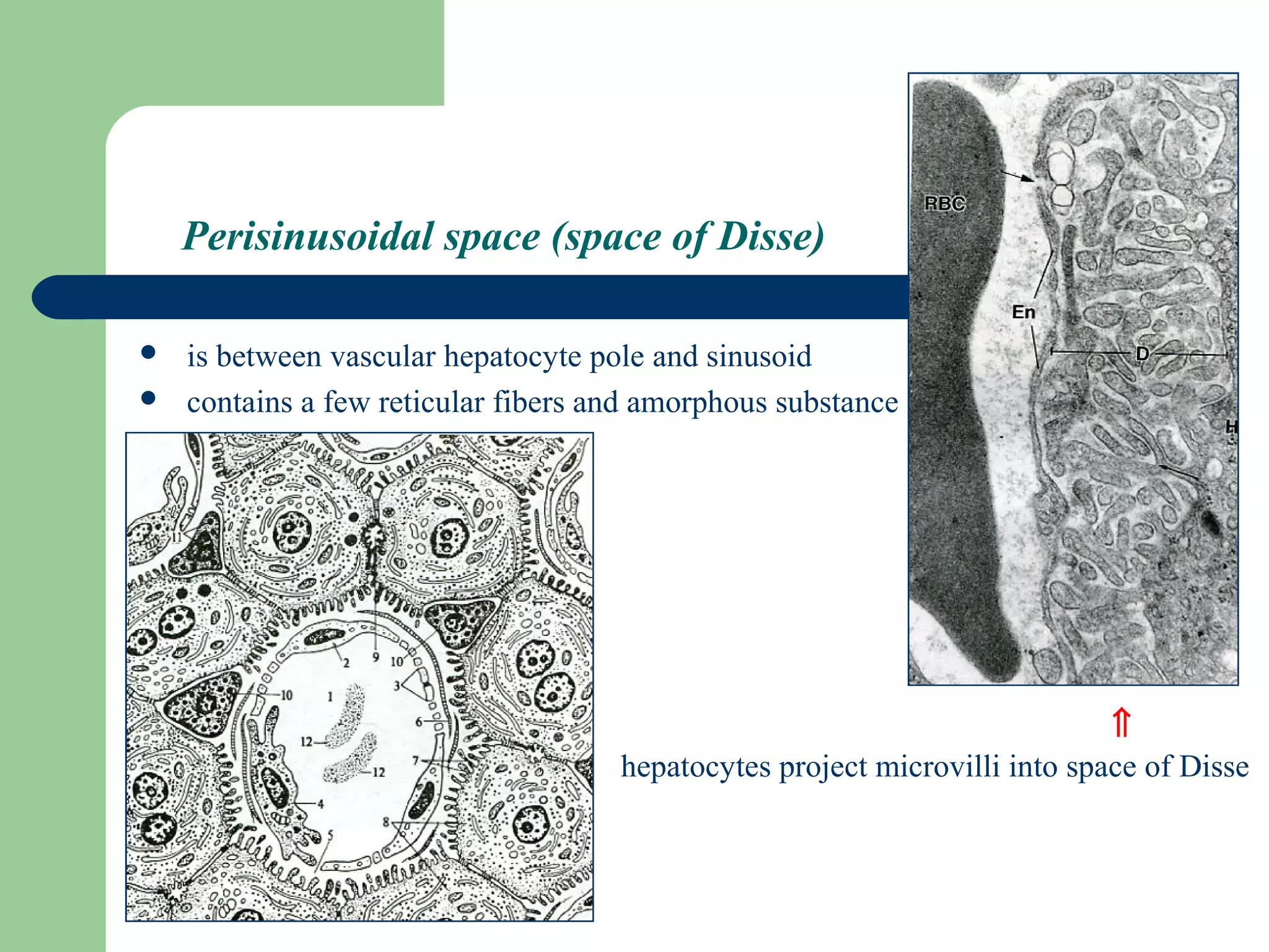 Histology. Digestive system | PPT