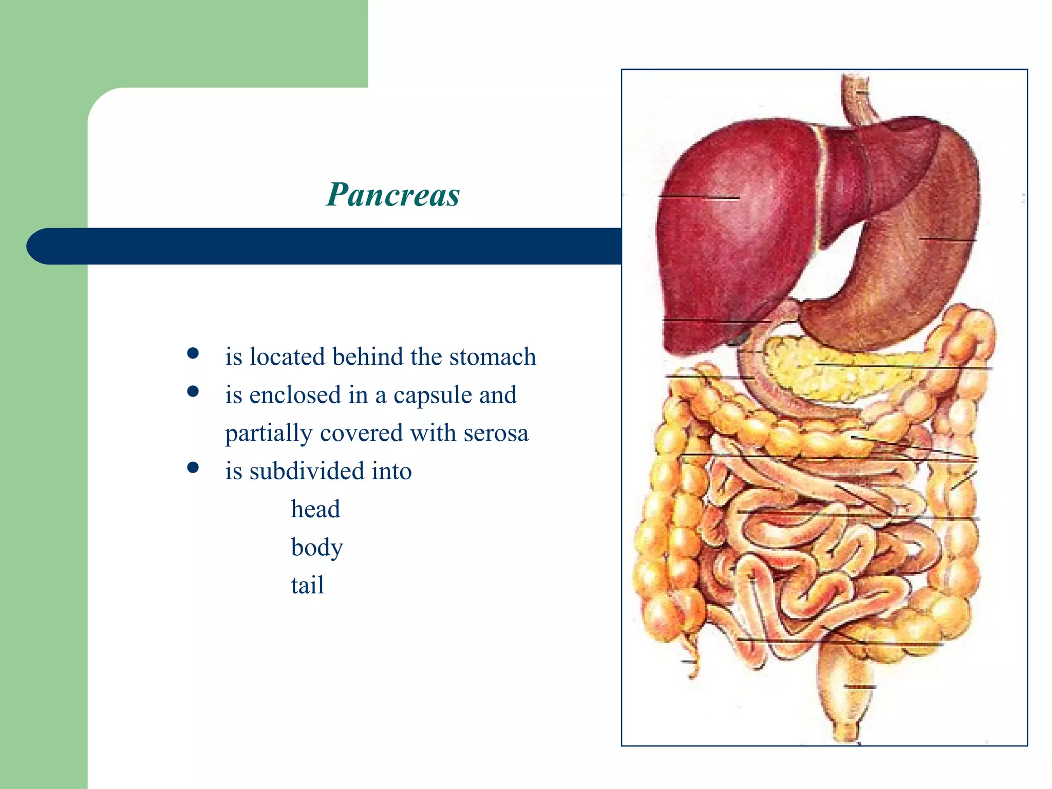 Histology. Digestive system | PPT
