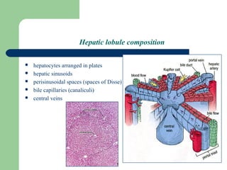 Histology. Digestive system | PPT