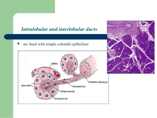 Histology. Digestive system