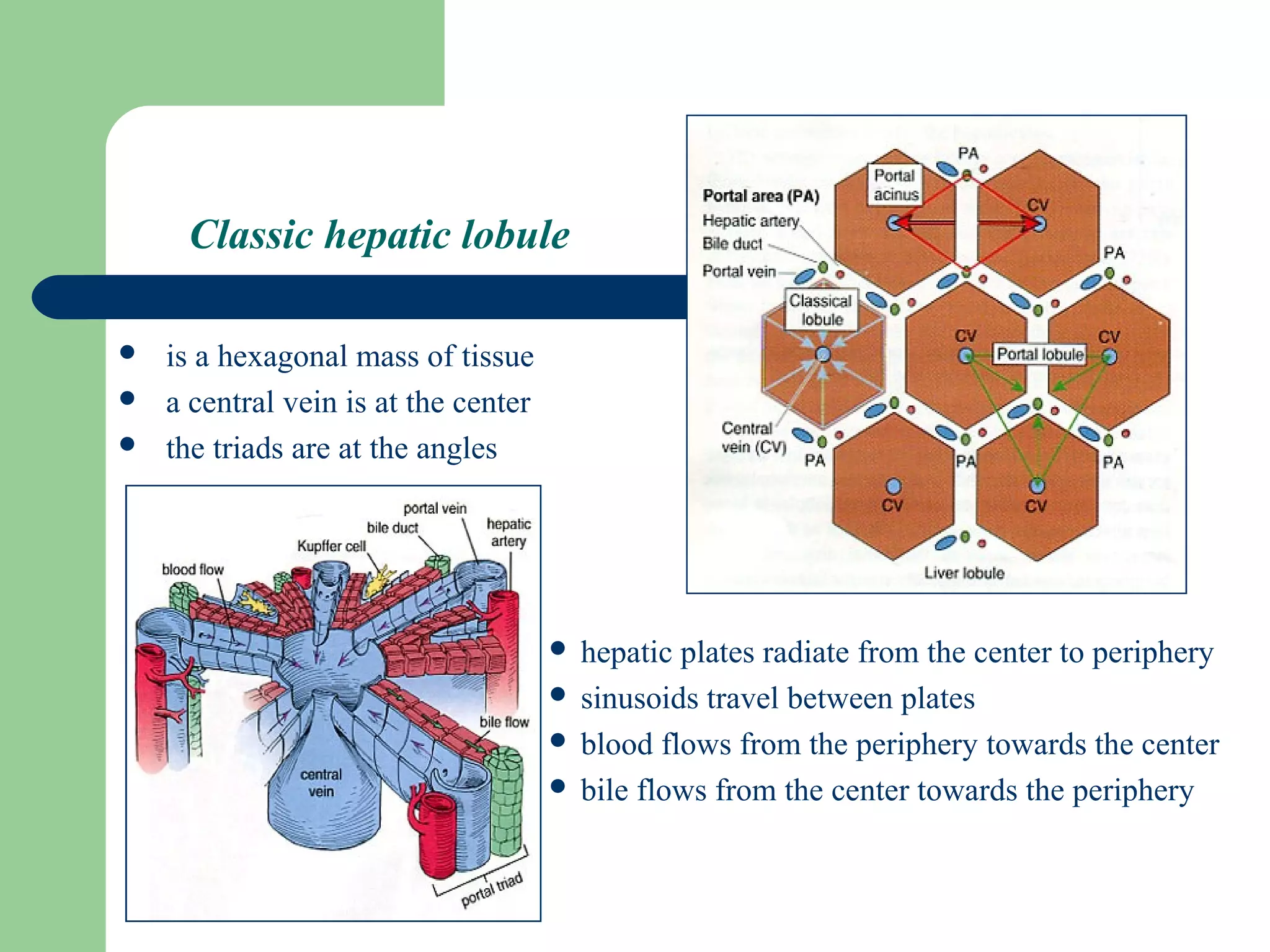 Digestive system 2 AND 3 | PPT