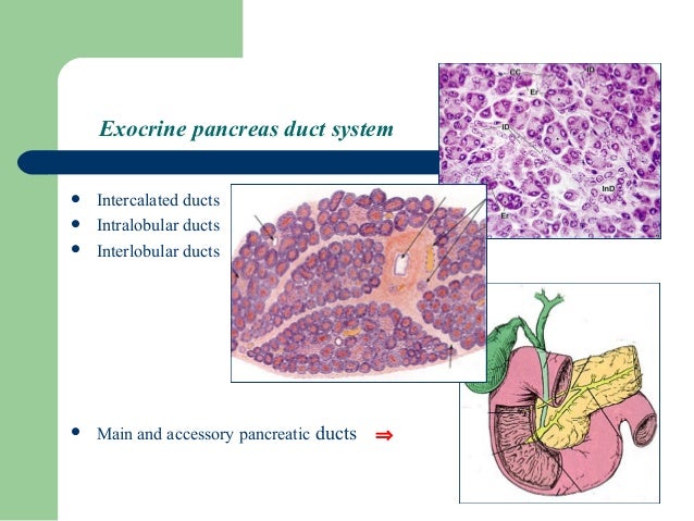 Digestive system 2 AND 3