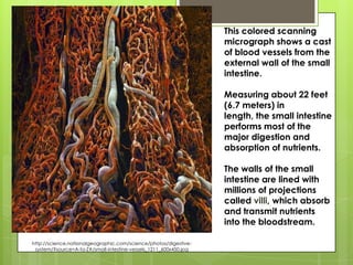 Digestive system iii wo sugar cubes | PPT