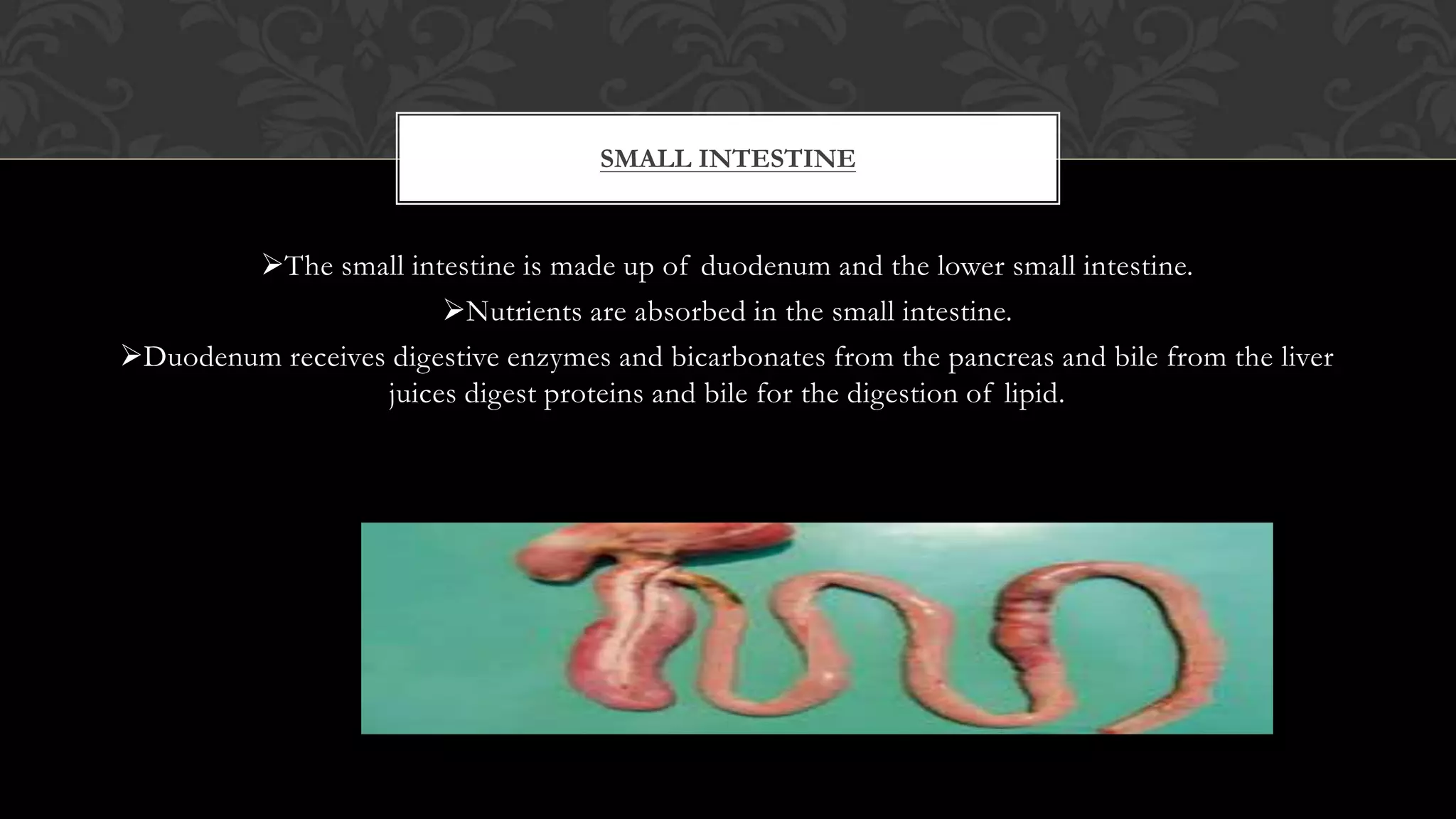 Digestive system in birds | PPT