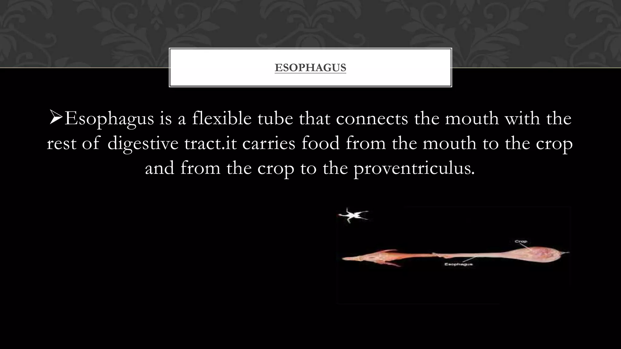 Digestive system in birds | PPT