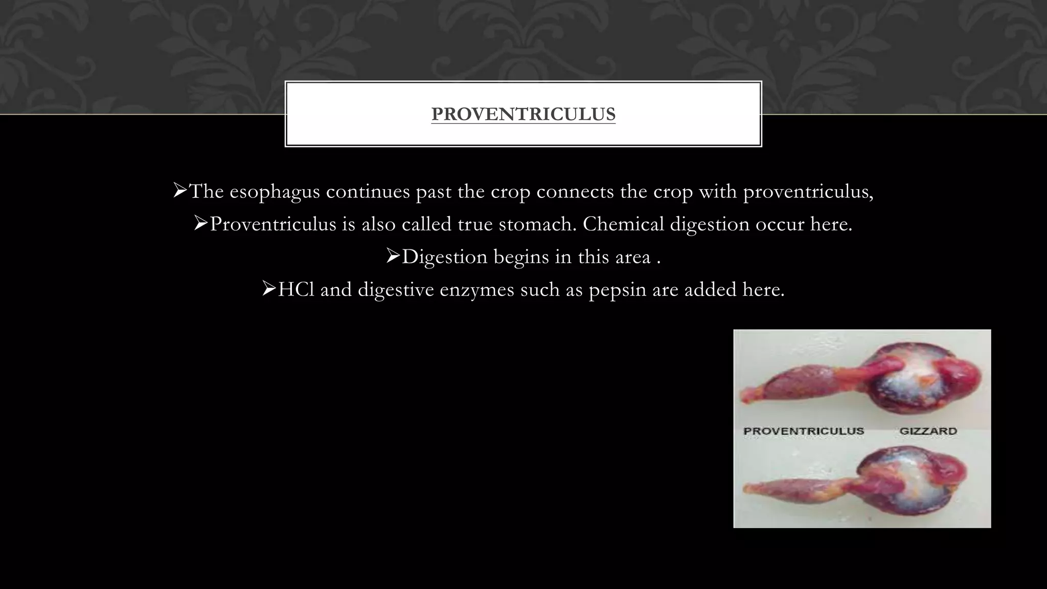 Digestive system in birds | PPT