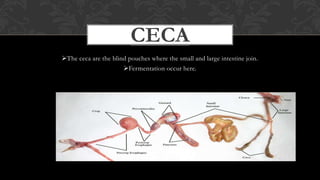 Digestive system in birds | PPT