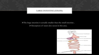 Digestive system in birds | PPT