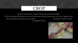 Digestive system in birds | PPT