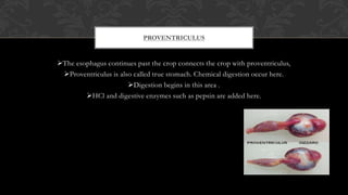 Digestive system in birds | PPT