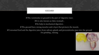 Digestive system in birds | PPT