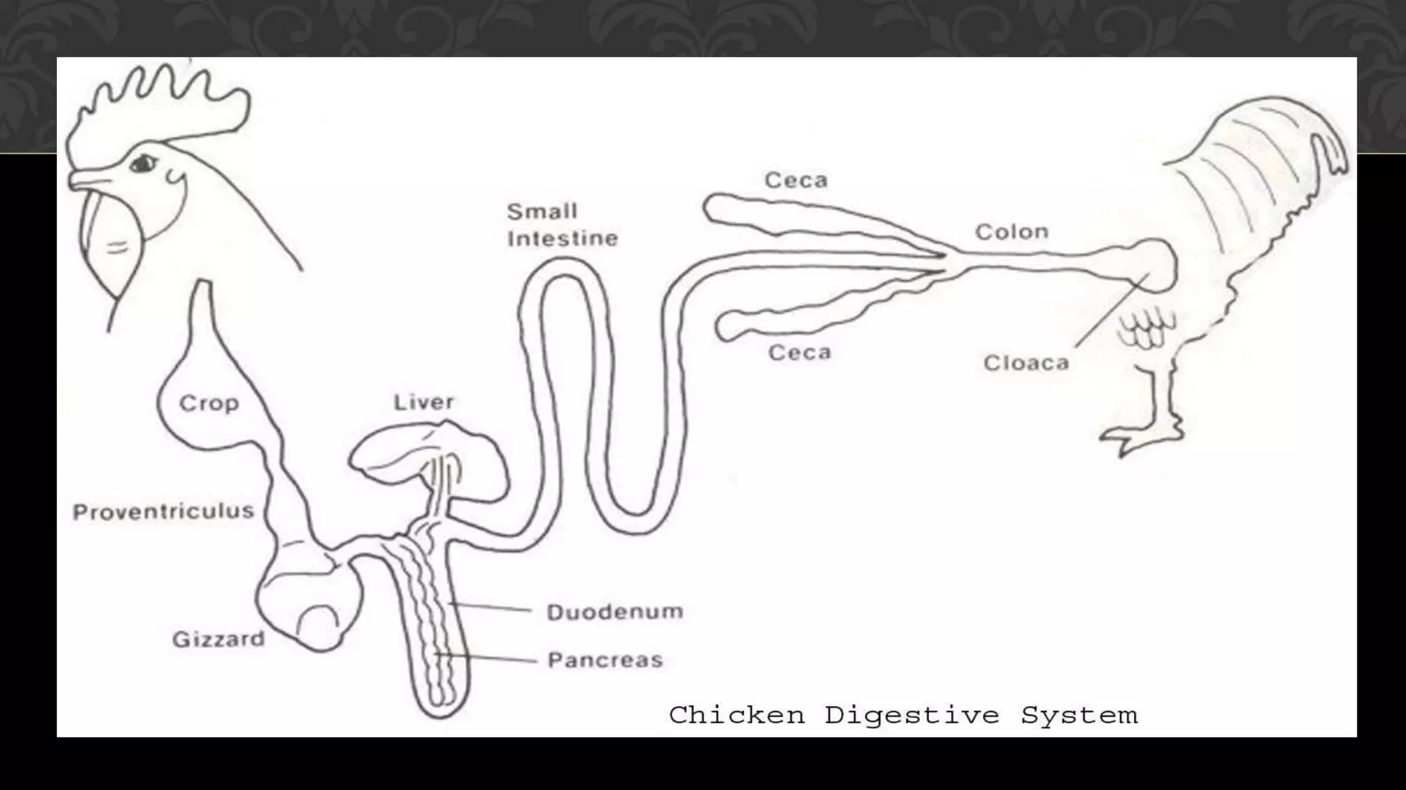Digestive system in birds | PPT