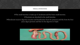 Digestive system in birds | PPT