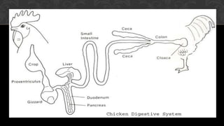 Digestive system in birds | PPT
