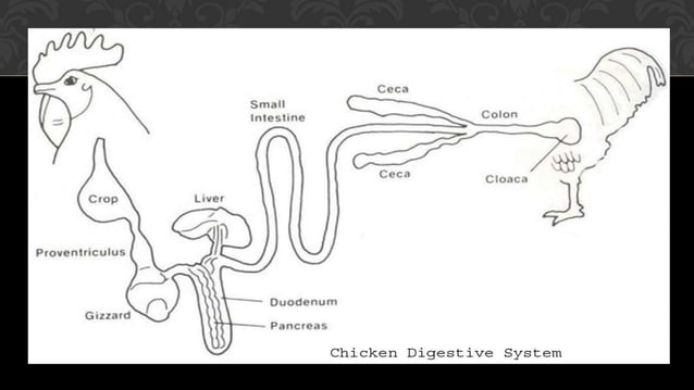 Digestive system in birds | PPT