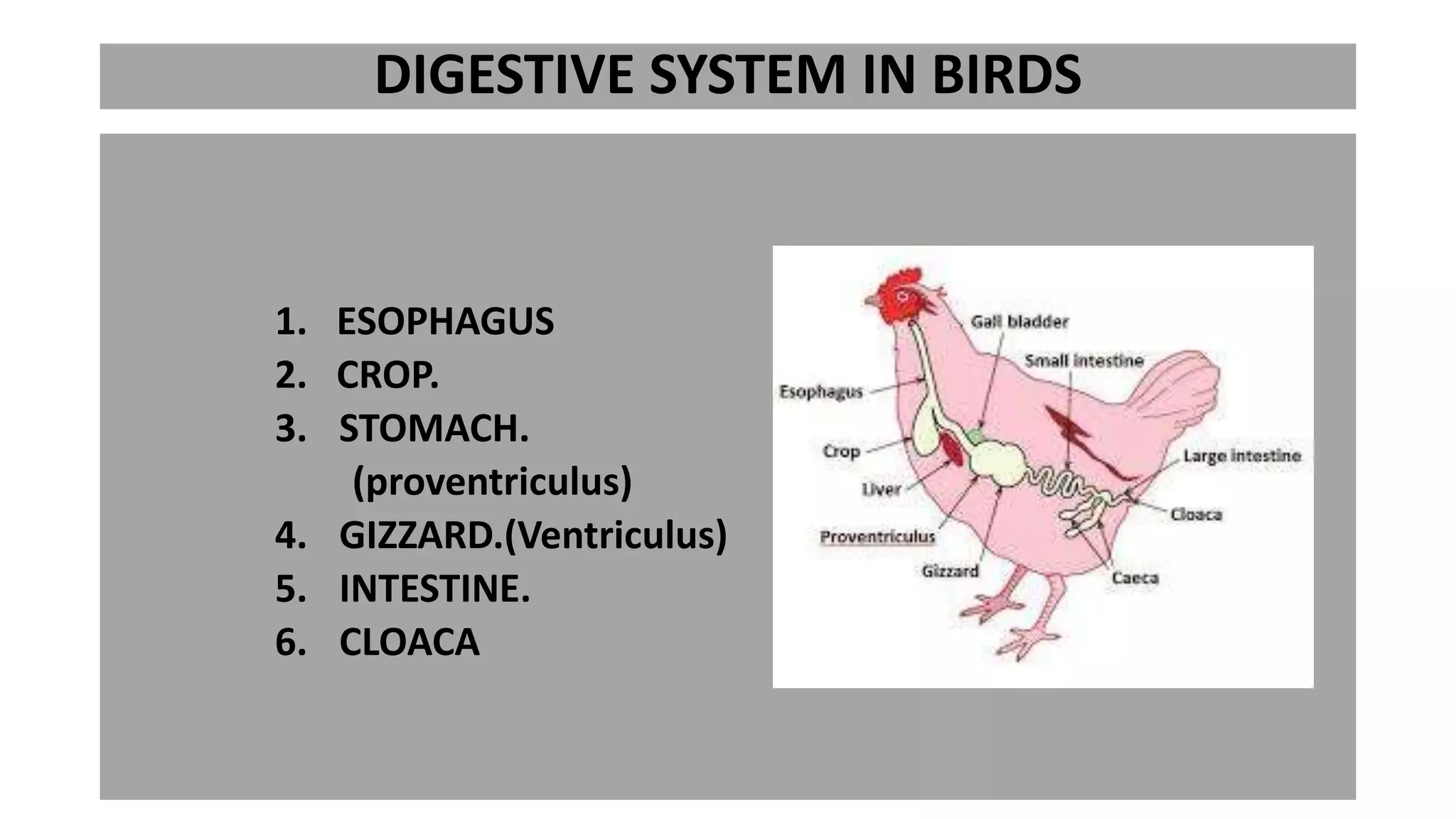 Digestive system in birds | PPTX