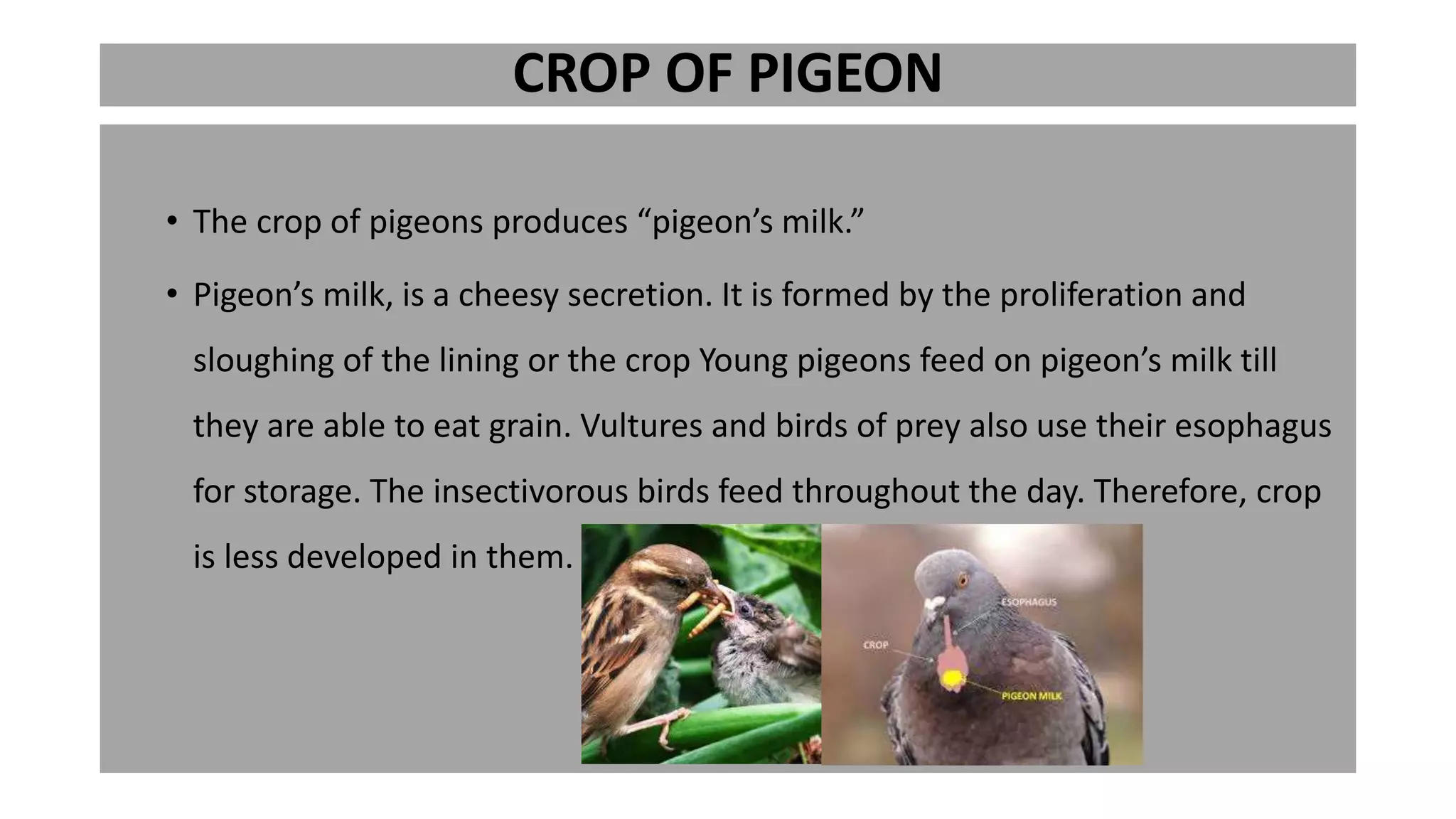Digestive system in birds | PPTX