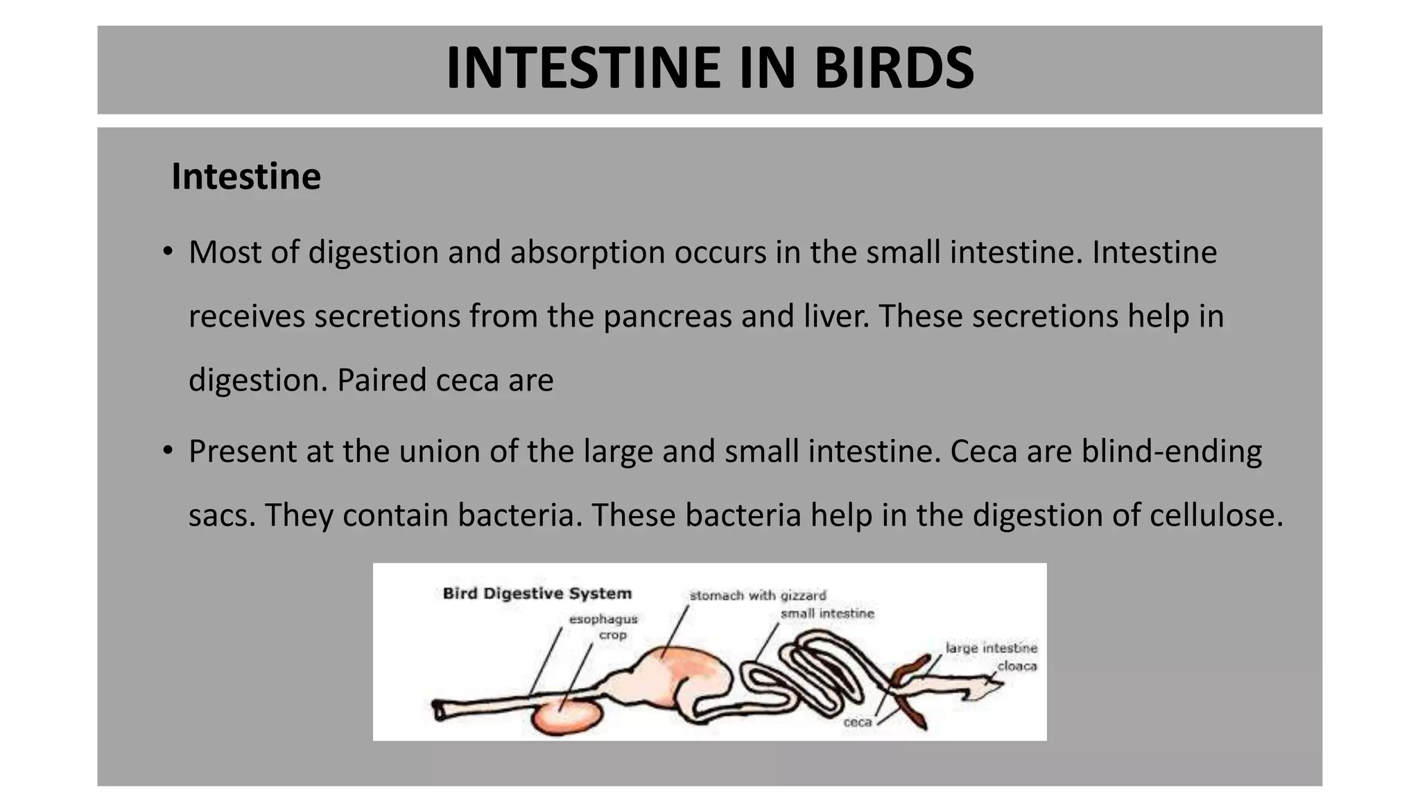 Digestive system in birds | PPTX