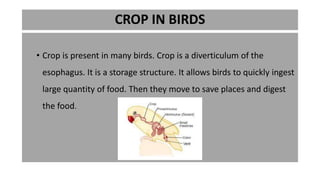 Digestive system in birds | PPTX