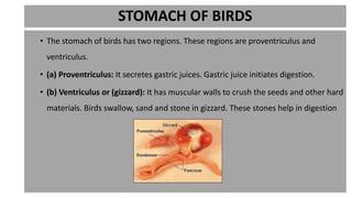 Digestive system in birds | PPTX