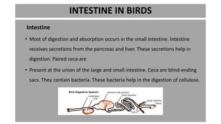 Digestive system in birds | PPTX